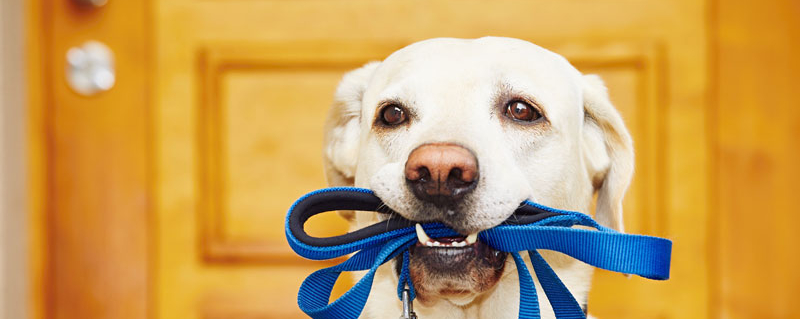 Group Classes - Canine Training Adventures