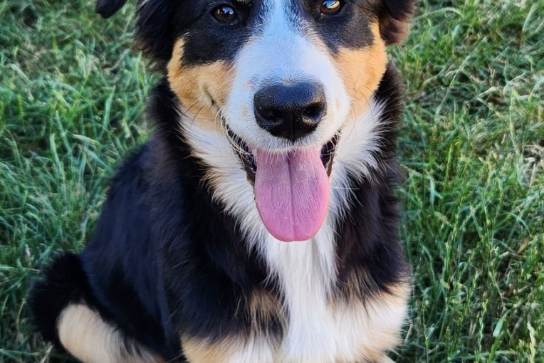 Class Schedule new - Canine Training Adventures