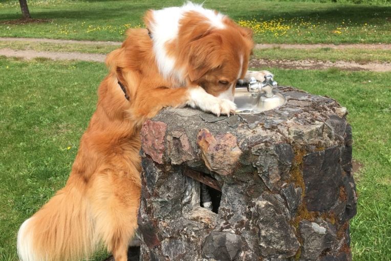 Class Schedule new - Canine Training Adventures